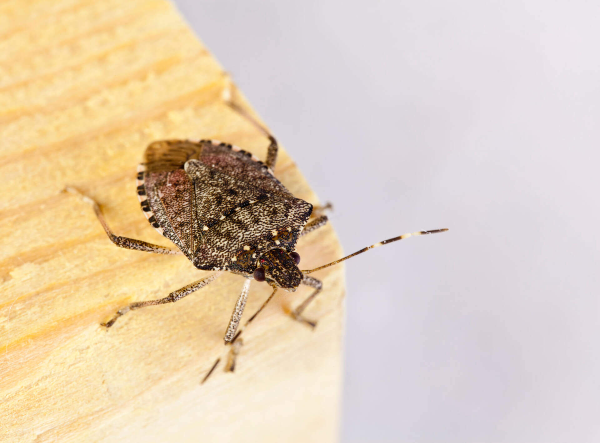 Stink Bug: Spiritual Meaning - Symbolic Dreaming