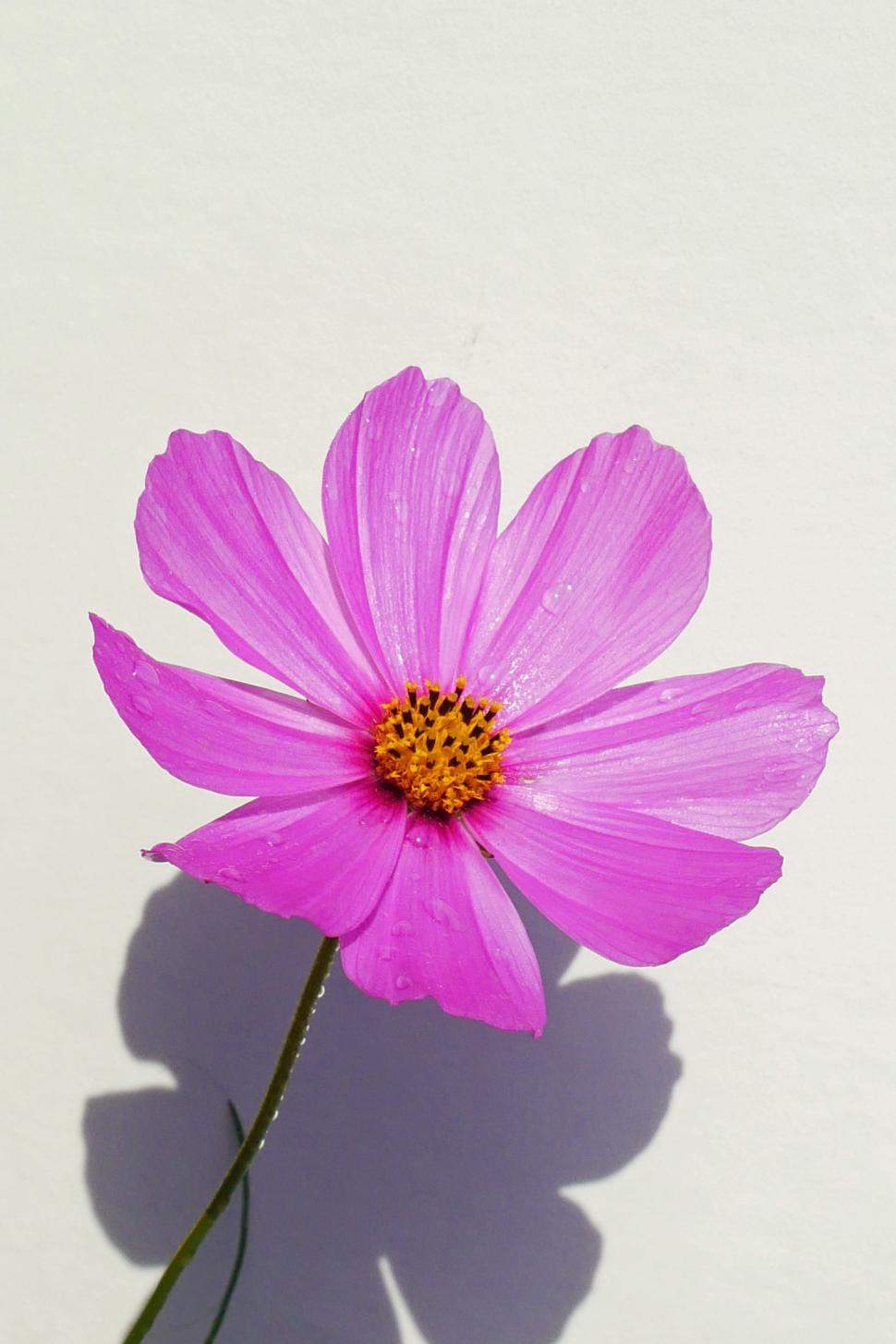 Cosmos Flower Spiritual Meaning: Love And Tattoo - Symbolic Dreaming