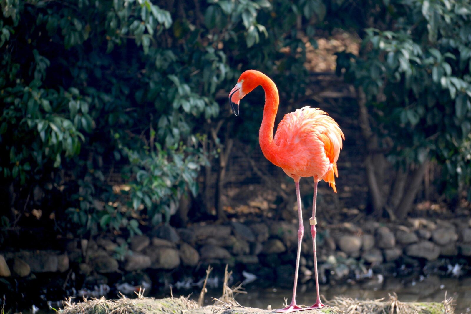 Flamingo Symbolism & Meaning And Its Colors - Symbolic Dreaming